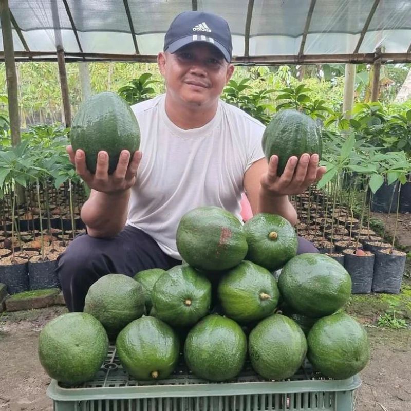 Jual Bibit Alpukat Hawai Jumbo Batang Besar Siap Berbuah Dengan Cepat ...