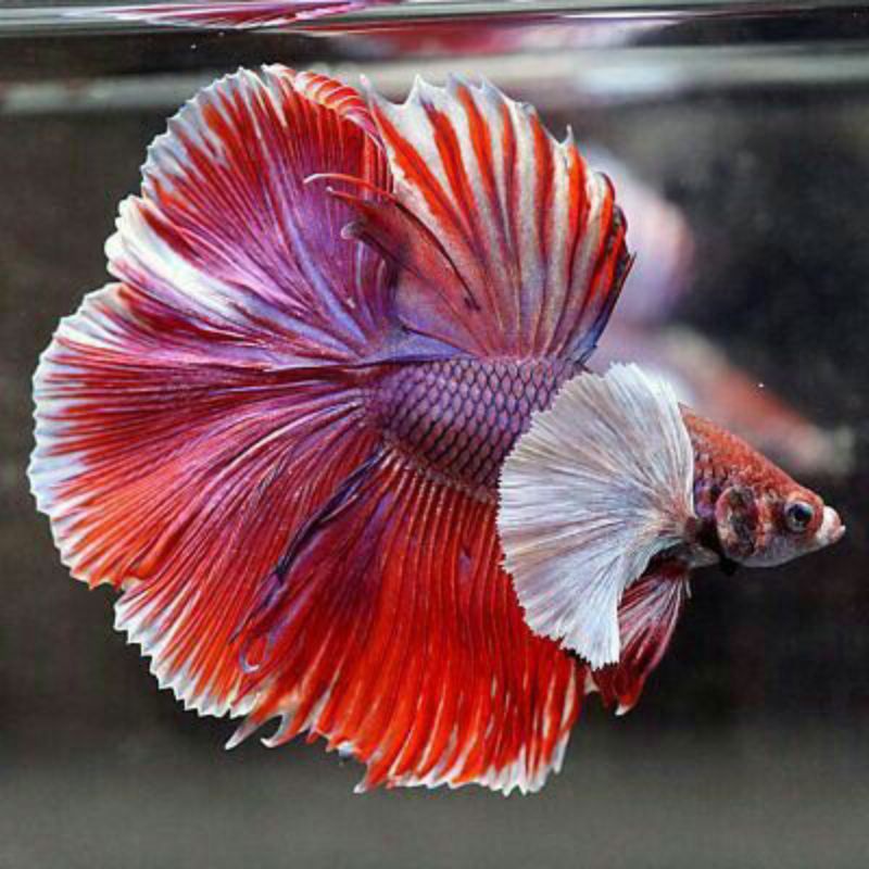 Jual HM DUMBO AER ICIK IWIR MIX BIG AER | Shopee Indonesia