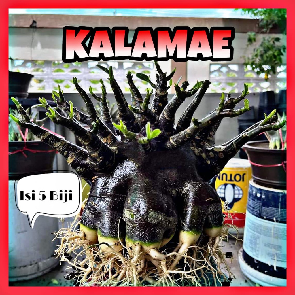 Jual Benih Biji Adenium Arabikum Hibrid KALAMAE Varian Terbaru Godji ...