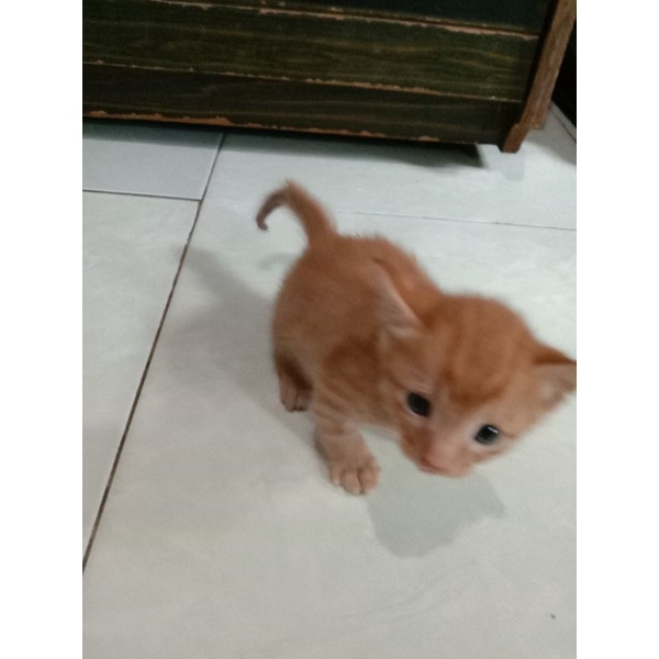 Jual OPEN ADOPT KITTEN CAMPURAN PERSIA MIXDOM KUCING KAMPUNG USIA ...