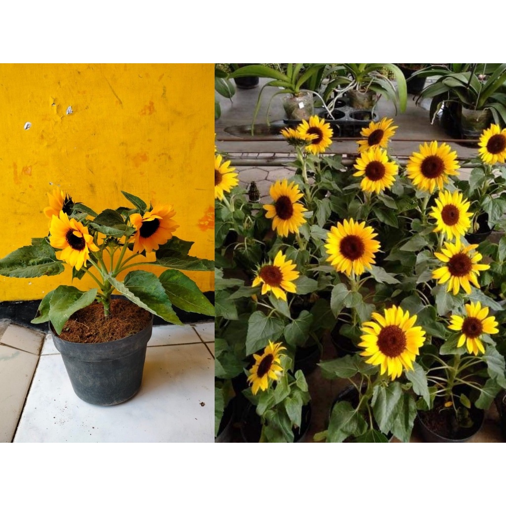 Jual Tanaman Bunga Matahari Mini ( Bunga Besar ) | Shopee Indonesia