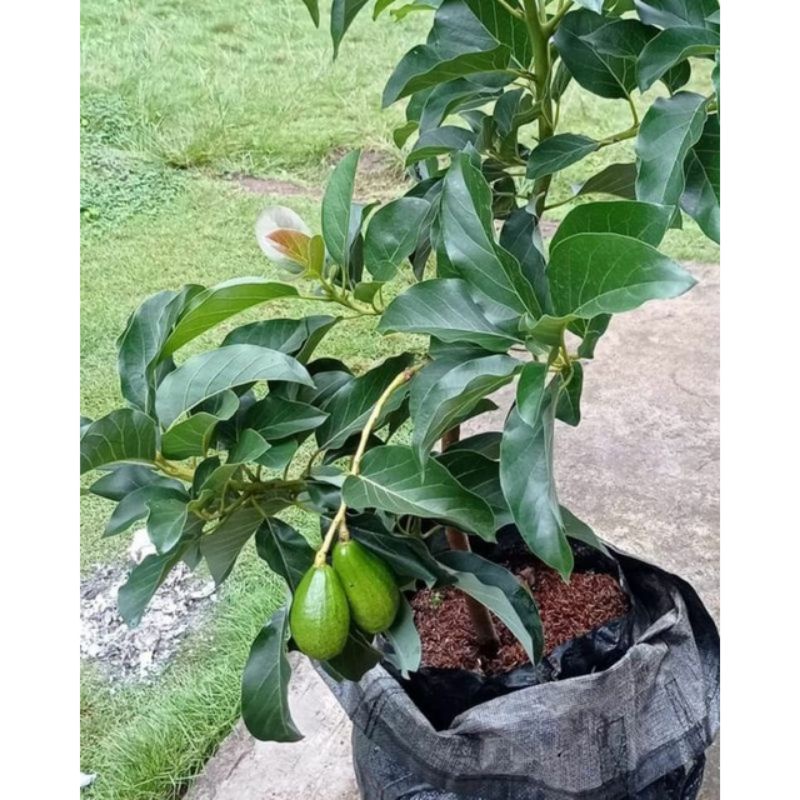 Jual Bibit alpukat KELUD/SUBANG INDUKAN batang besar cepat berbuah ...