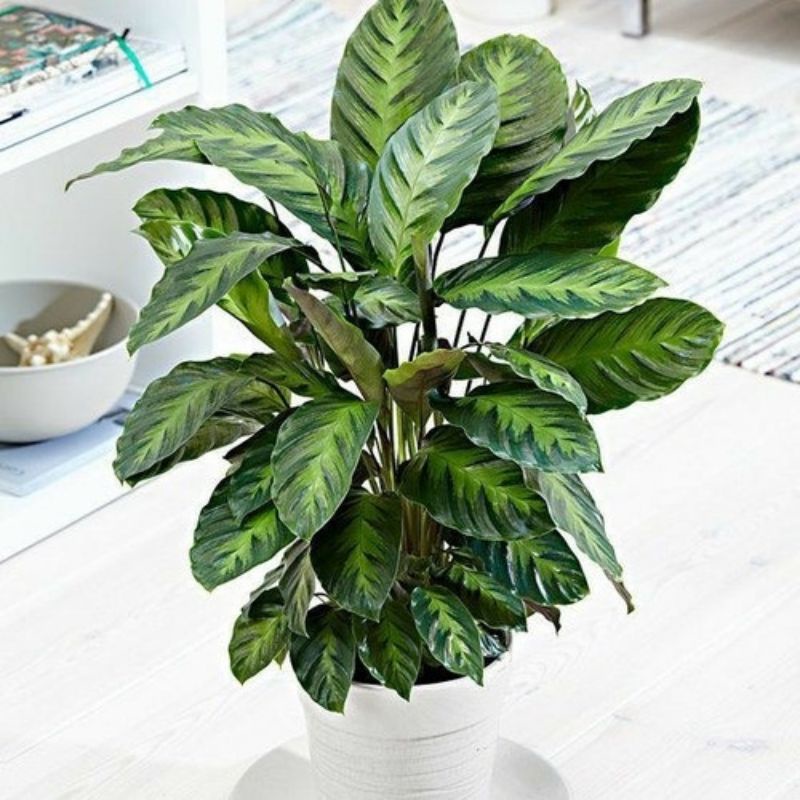 Jual Tanaman Hias Calathea Misto - Tanaman Hias Hidup Calathea Misto ... Jual Tanaman Hias Calathea Misto - Tanaman Hias Hidup Calathea Misto ...