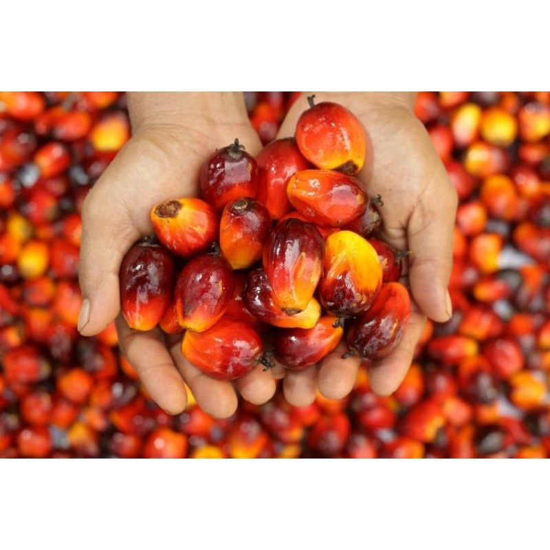 Jual 50 Buah Sawit Untuk Mancing / Buah Kelapa Sawit Umpan Pancing ... Jual 50 Buah Sawit Untuk Mancing / Buah Kelapa Sawit Umpan Pancing ...