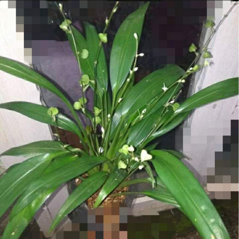 Jual Bibit Lily Paris Hijau Bunga Putih Lili Hema Tanaman Hias Gantung ...