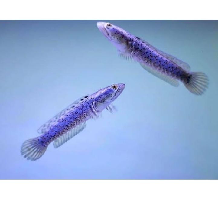 Jual Trend - CHANNA BLUE PULCHRA size 5-6 cm Grade A packing ン | Shopee ...