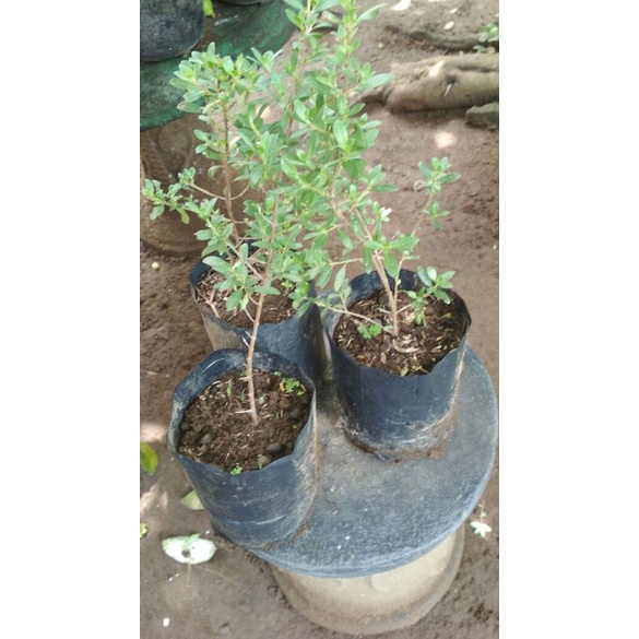 Jual Bibit Santigi atau Setigi | Shopee Indonesia