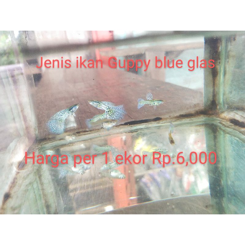 Jual Gambar Guppy blue gllas | Shopee Indonesia