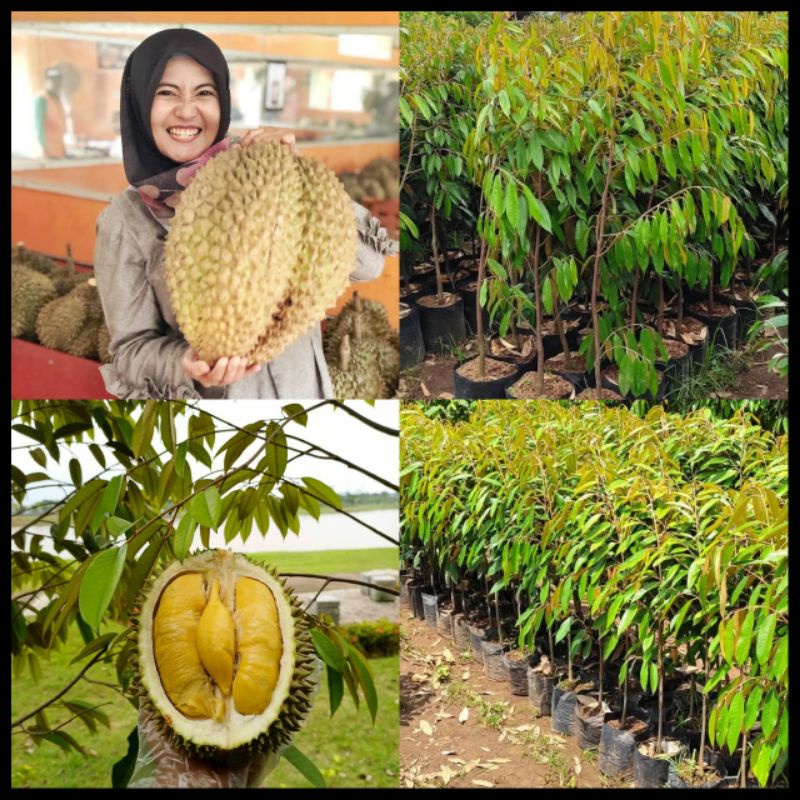 Jual Bibit Durian bawor batang besar siap berbuah | Shopee Indonesia
