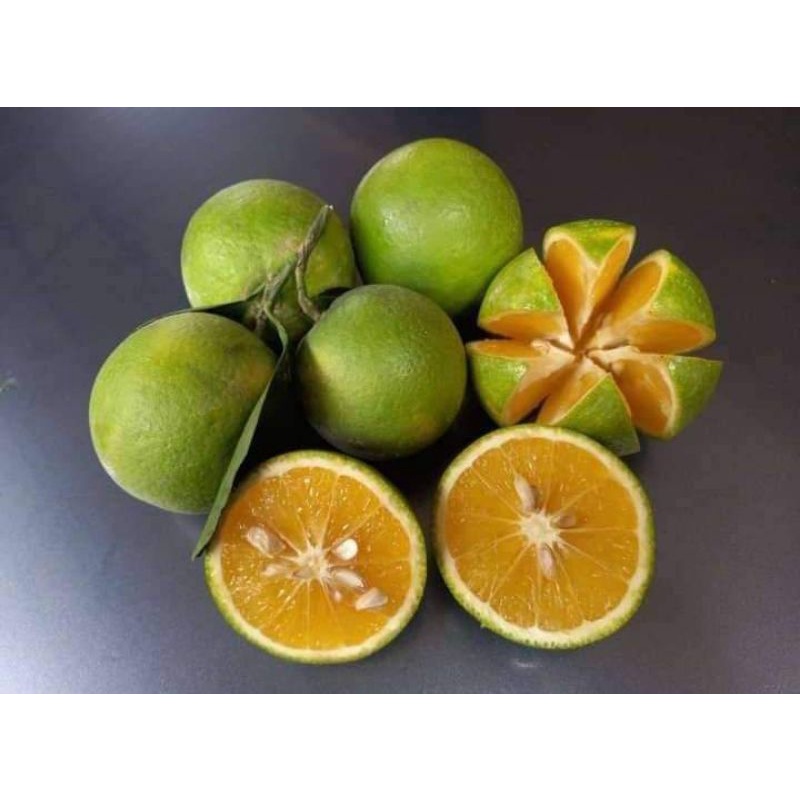 Jual Jeruk baby Java 1 kg Fresh asli malang Packing kardus | Shopee ...