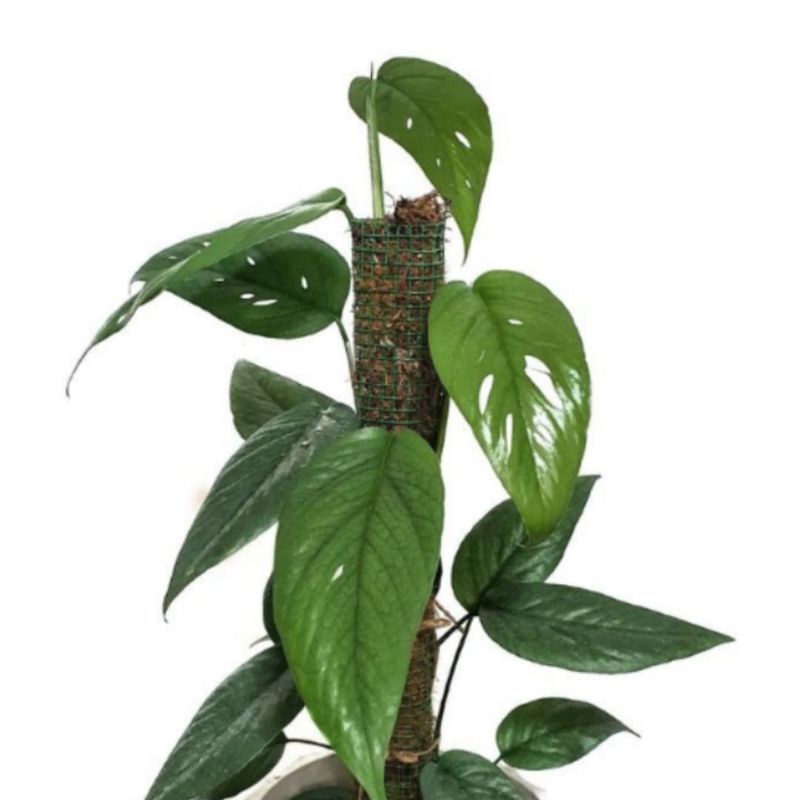 Jual Tanaman Hias Indoor Epipremnum Pinatum Bunga Monstera Hutan ...