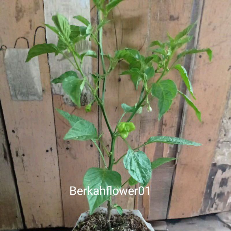 Jual Pohon Cabe Lonceng, Tanaman Cabe Lonceng, Pohon Cabe | Shopee ...