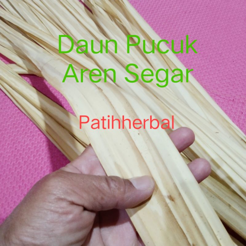 Jual Daun Pucuk Pohon Aren Segar per 70 helai | Shopee Indonesia