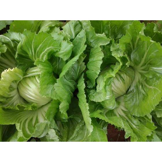 Jual PAKET isi paket: 25 Benih Sawi Mustard Head Lettuce Glory Sayuran ...