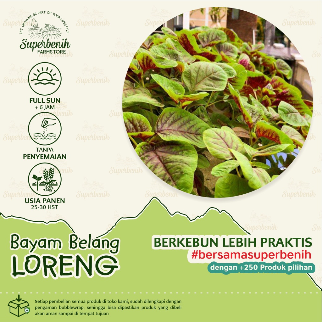 Jual 2000 Biji - Benih Bayam belang LORENG (bayam batik) | Shopee Indonesia