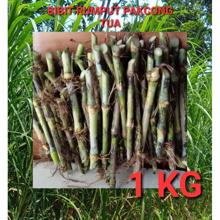 Jual BIBIT RUMPUT PAKCHONG TUA 1 KG BIBIT PAKCONG | Shopee Indonesia