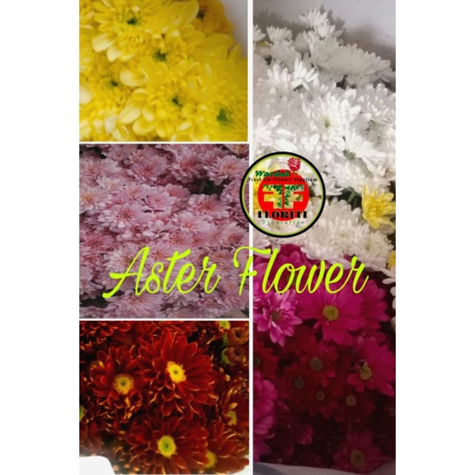 Jual Aster 2 Ikat (20 Tangkai) | Shopee Indonesia