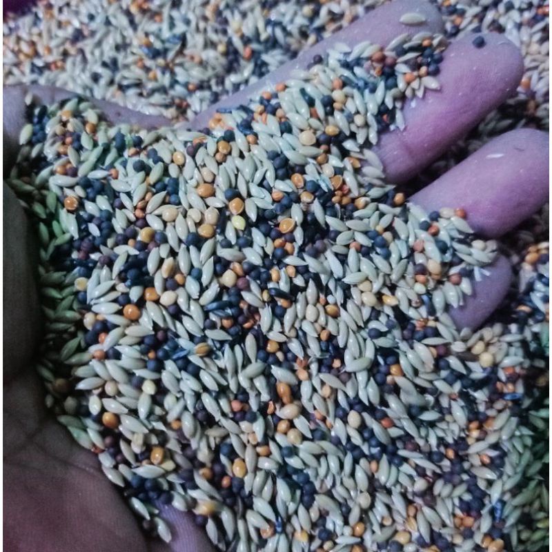 Jual Kenari Campur 1 Kg Kenari Mix Seed Pakan Burung Kenari Pakan ...