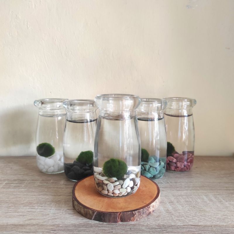 Jual [DIY] Tiny Marimo - Simple Jarimo Kit 100 mL | Shopee Indonesia