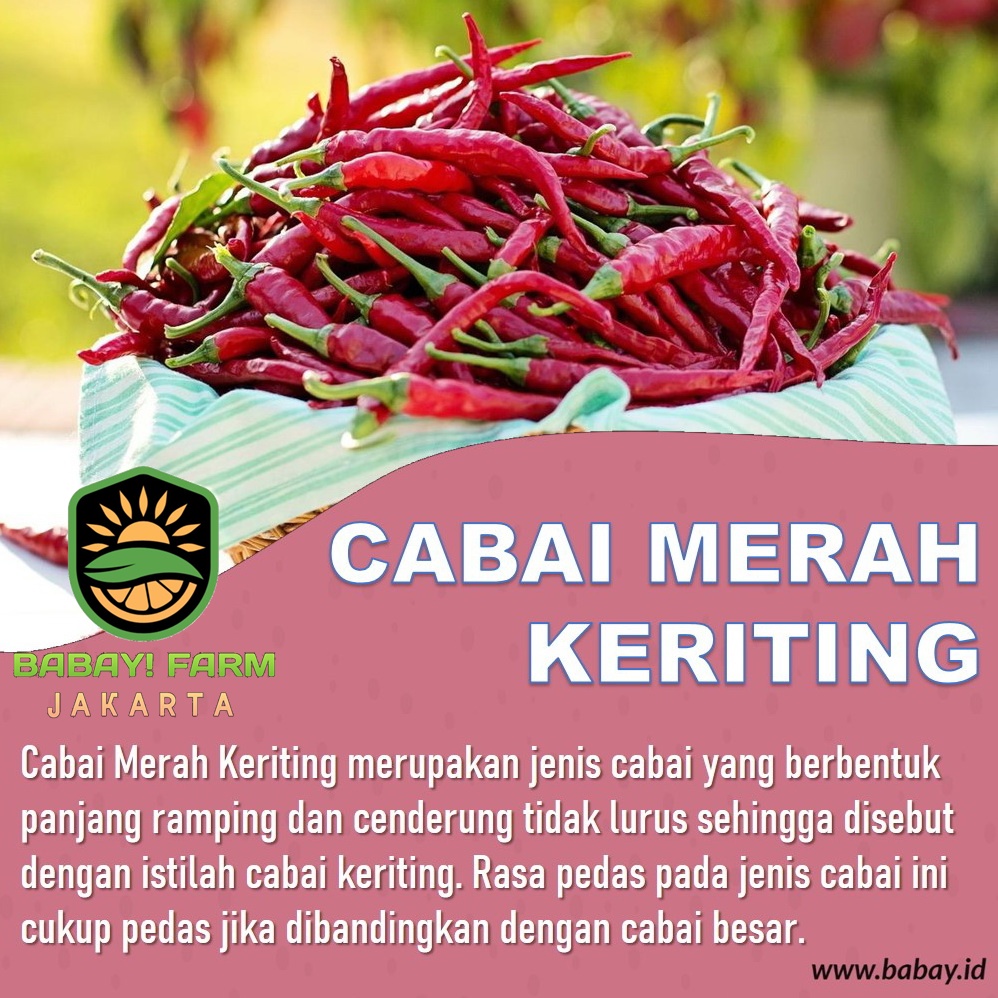 Jual Cabe Merah Keriting / Cabai Merah Keriting 250 500 gram / 1 Kg ...