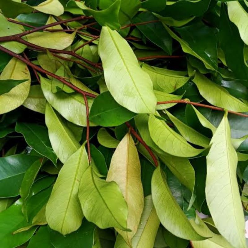 Jual Daun Gaharu 1 Kg Kilo Daun Gaharu Obat Segala Macam penyakit ...
