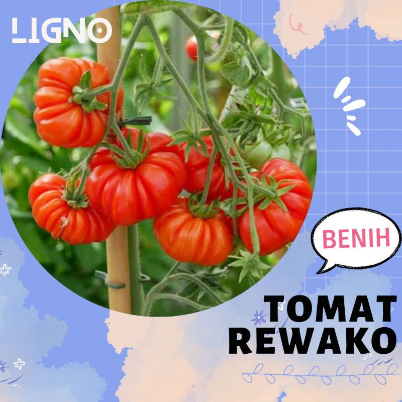 Jual Benih TOMAT REWAKO (isi-10) F1 - Biji Bibit Sayur | Shopee Indonesia