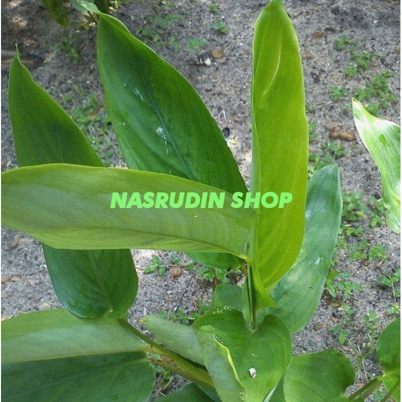 Jual BIBIT UMBI GARUT 20 POHON / ANGKRIK CABUTAN | Shopee Indonesia
