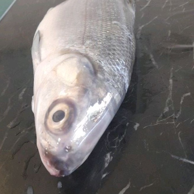 Jual bandeng laut besar 1kg up | Shopee Indonesia