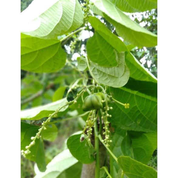 Jual Special Benih Kacang Sacha Inchi (Grade A) 1Kg | Shopee Indonesia