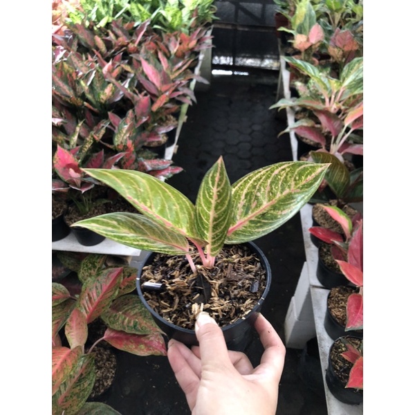 Jual Aglaonema Madam Suroyo | Shopee Indonesia