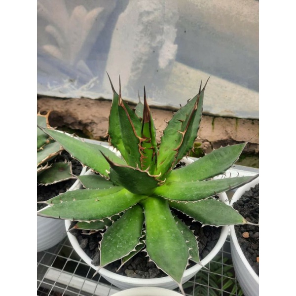 Jual Agave Titanota Horida Big | Shopee Indonesia