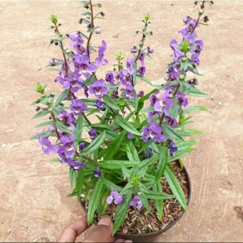 Jual ( BISA COD ) PROMO! Bunga Lavender Asli Pengusir Nyamuk / Tanaman ...