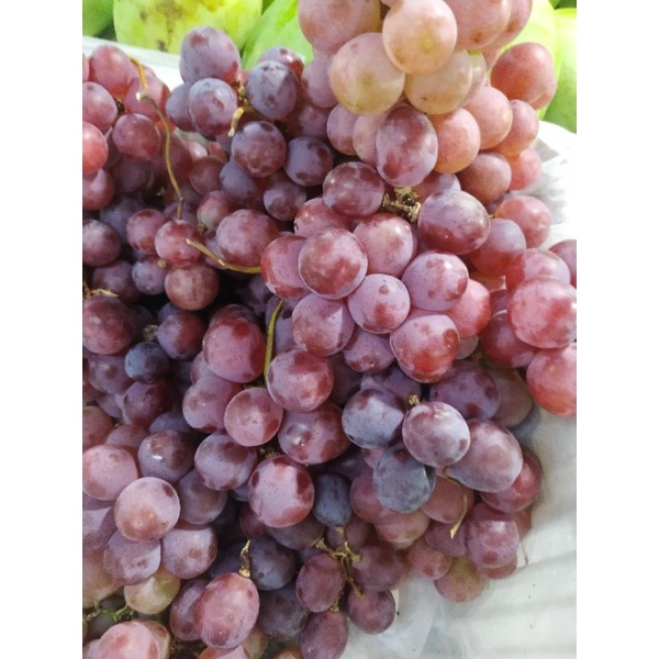 Jual buah anggur red globe RRC fresh | Shopee Indonesia