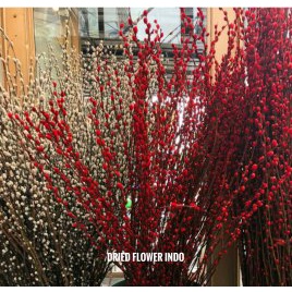 Jual ECER pussywillow single bunga imlek asli dekorasi sincia | Shopee ...