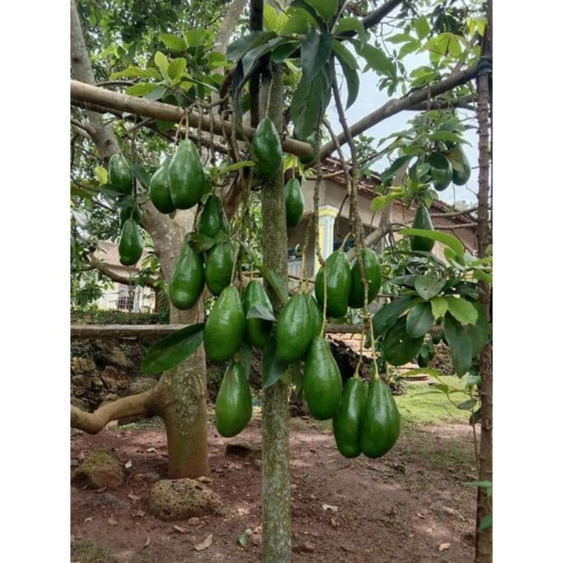 Jual bibit alpukat siger batang besar indukan (bonus pupuk) | Shopee ...