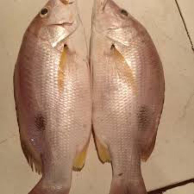 Jual Kakap Tanda Segar 1kg | Shopee Indonesia