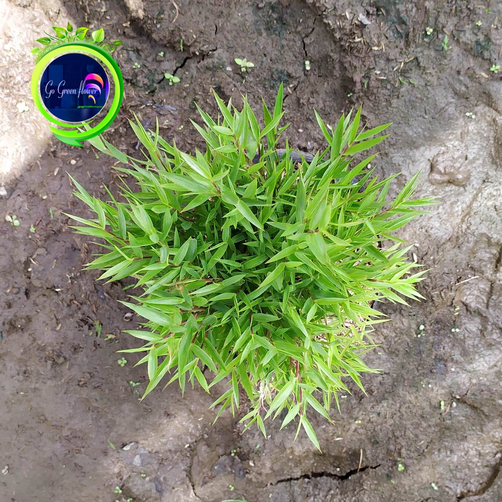 Jual BAMBU MINI micro sasa pygmaea bamboo dwarf RUMPUT BAMBU bamboo ...