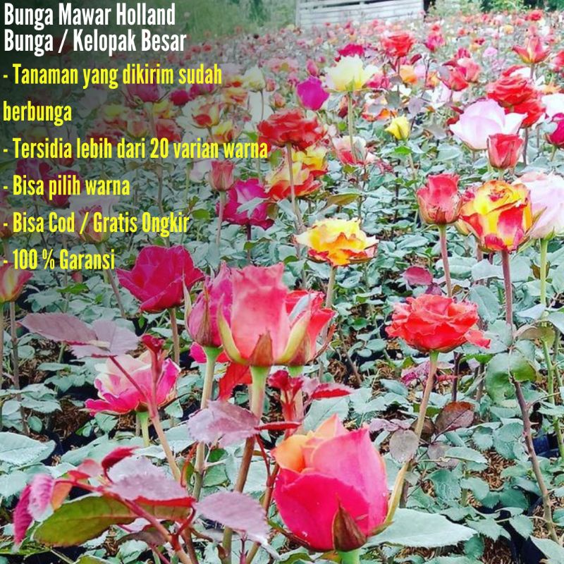 Jual Tanaman Mawar Sudah Berbunga - Tanaman Hias Bunga Mawar Holland ... Jual Tanaman Mawar Sudah Berbunga - Tanaman Hias Bunga Mawar Holland ...