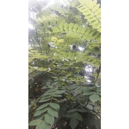 Jual stek batang indigofera / gamal / Daun suren / pakan ternak ...