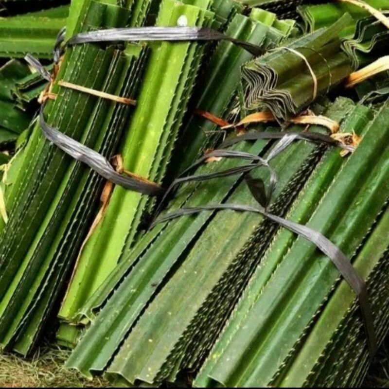 Jual DAUN PANDAN LAUT SEGAR - PANDAN DURI 10 LEMBAR | Shopee Indonesia