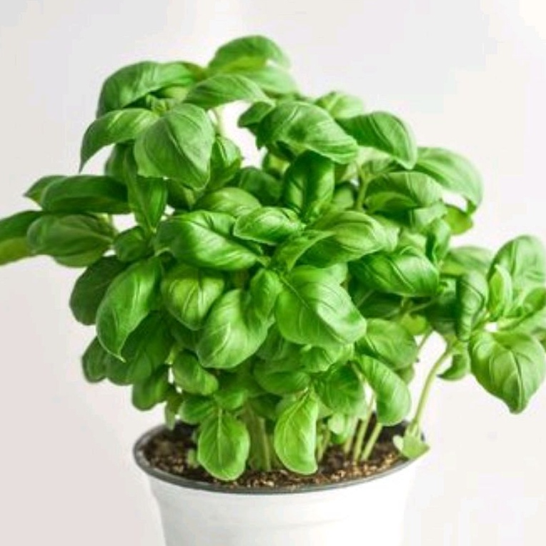 Jual Tanaman Daun Basil / Basil Herbs (Ocimum Basilicum) | Shopee Indonesia