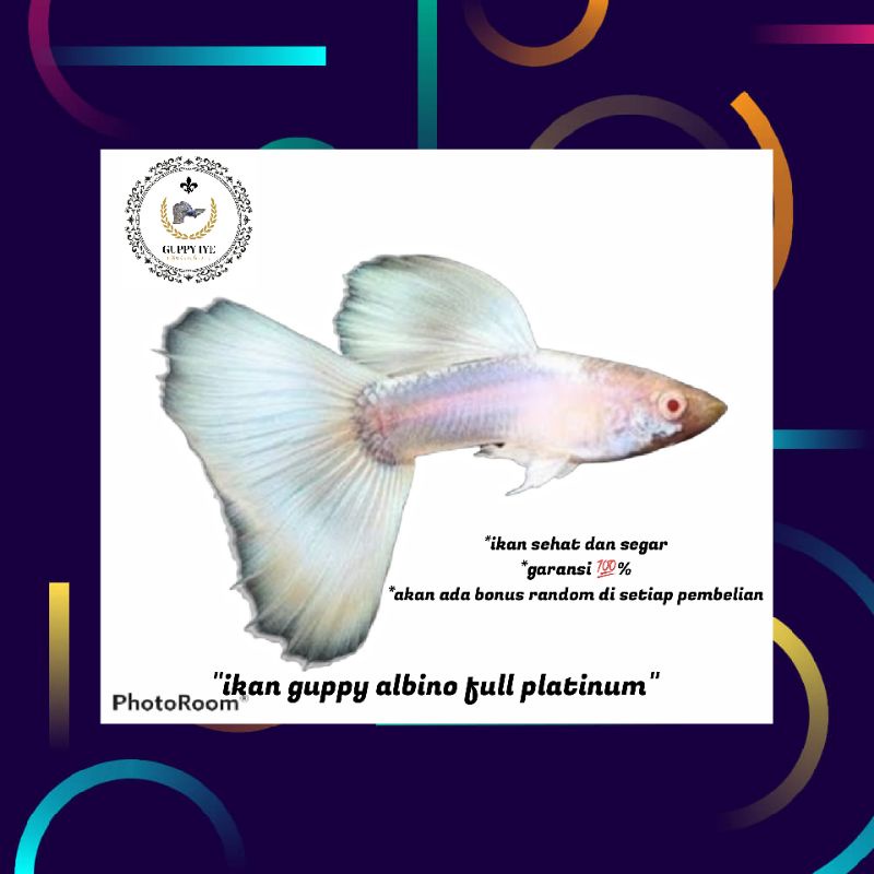 Jual packing styrofoam ikan guppy albino full platinum AFP | Shopee Indonesia