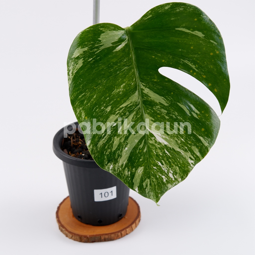 Jual REAL PIC #101 Monstera Variegata Marble | Monvar Albo Varigata ...