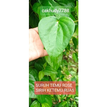 Jual daun suruh temu rose|sirih ketemu ruas kaya akan manfaat|daun ...