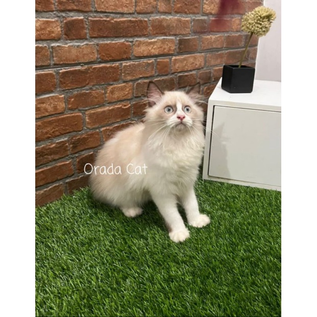Jual Kucing Ragdoll Bicolor Simetris Jantan 4 bulan Bersurai | Shopee ...
