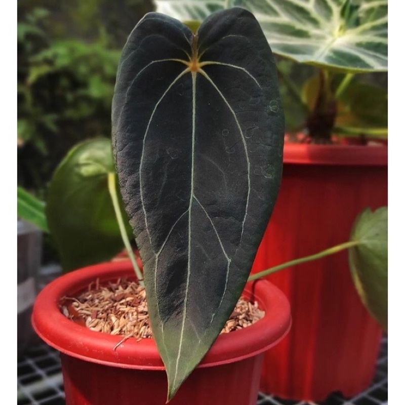 Jual Bisa CoD NEW! Anthurium Dewasa/Baby Red Spider[STOK TERBATAS ...