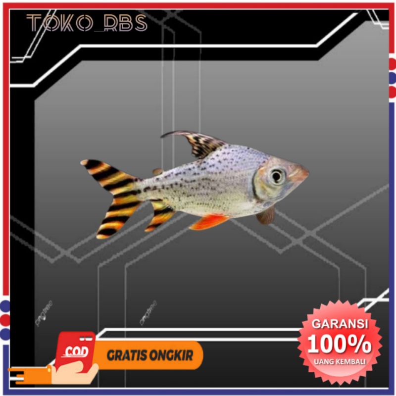 Jual yellow feingfeng yff | Shopee Indonesia