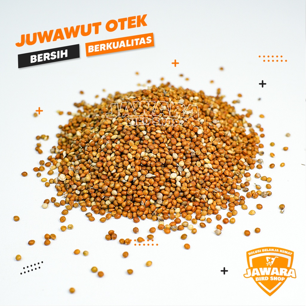 Jual JUWAWUT OTEK 500Gr BERSIH Red Pannicum Seed | Shopee Indonesia