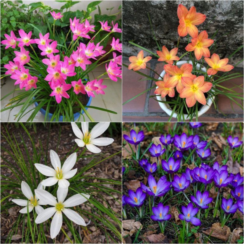 Jual Tanaman Hias Rain lily Kucai Tulip Paket 4 Bunga Putih Pink Orange ...