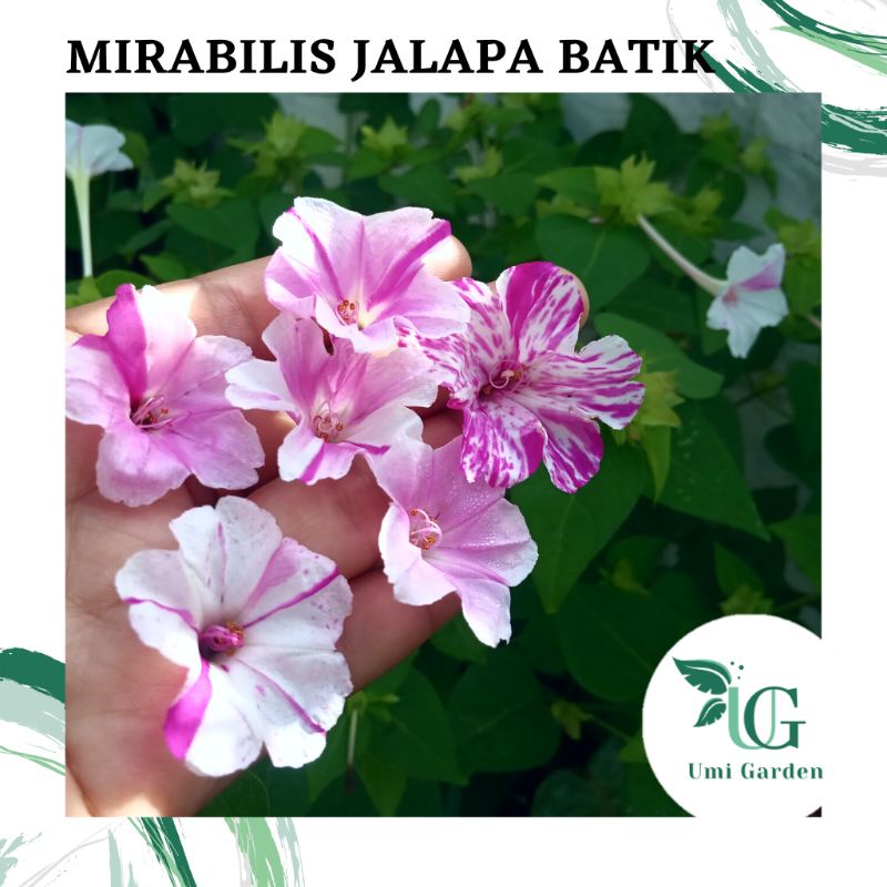 Jual 20 Biji Benih Bunga Pukul 4 Empat Mirabilis Jalapa Batik | Shopee ...